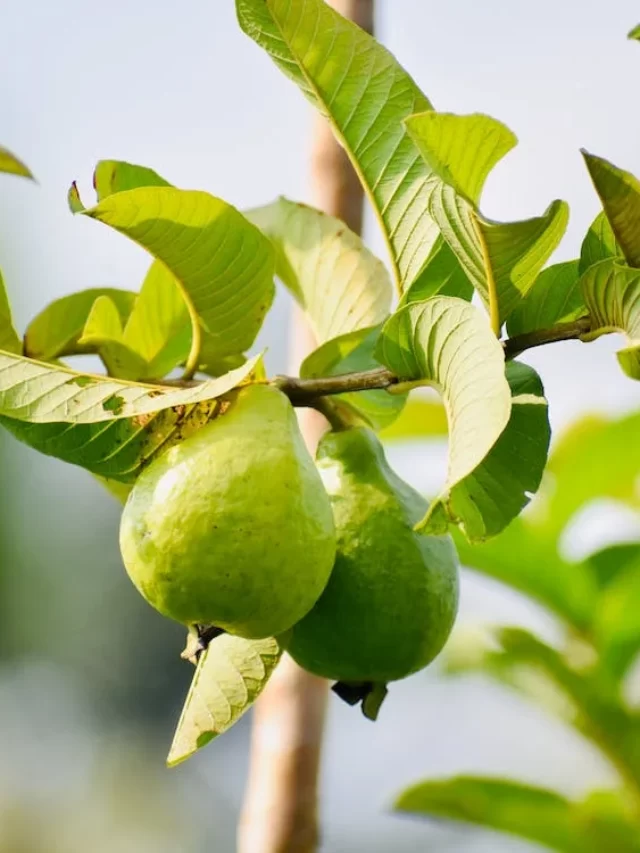 10 amazing health benefits of Guavas - That Grateful Soul